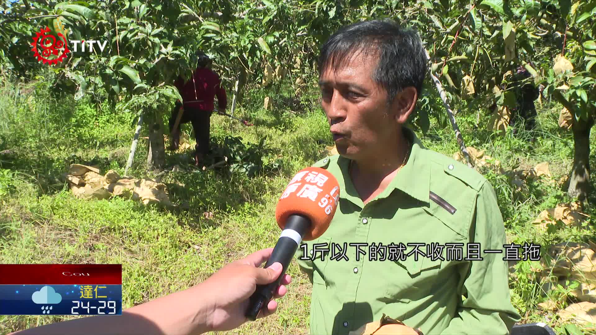 高雄芒果過剩 農業局.原民會共同推廣販售 原住民族文化事業基金會