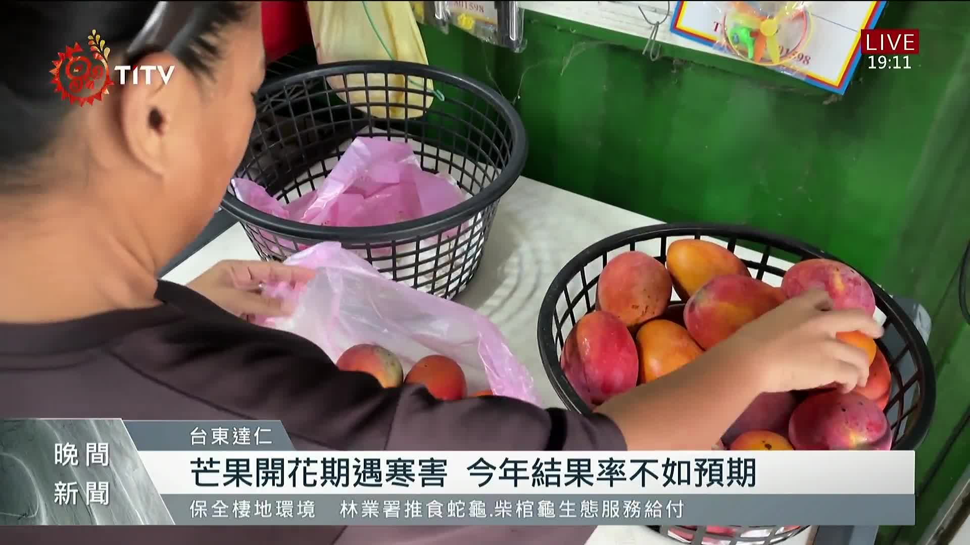 氣候不穩影響花期 台東芒果產量減盼補助 原住民族文化事業基金會